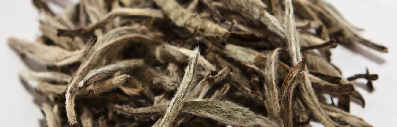 Té Blanco: descubriendo las sutilezas del té | El Club del Té